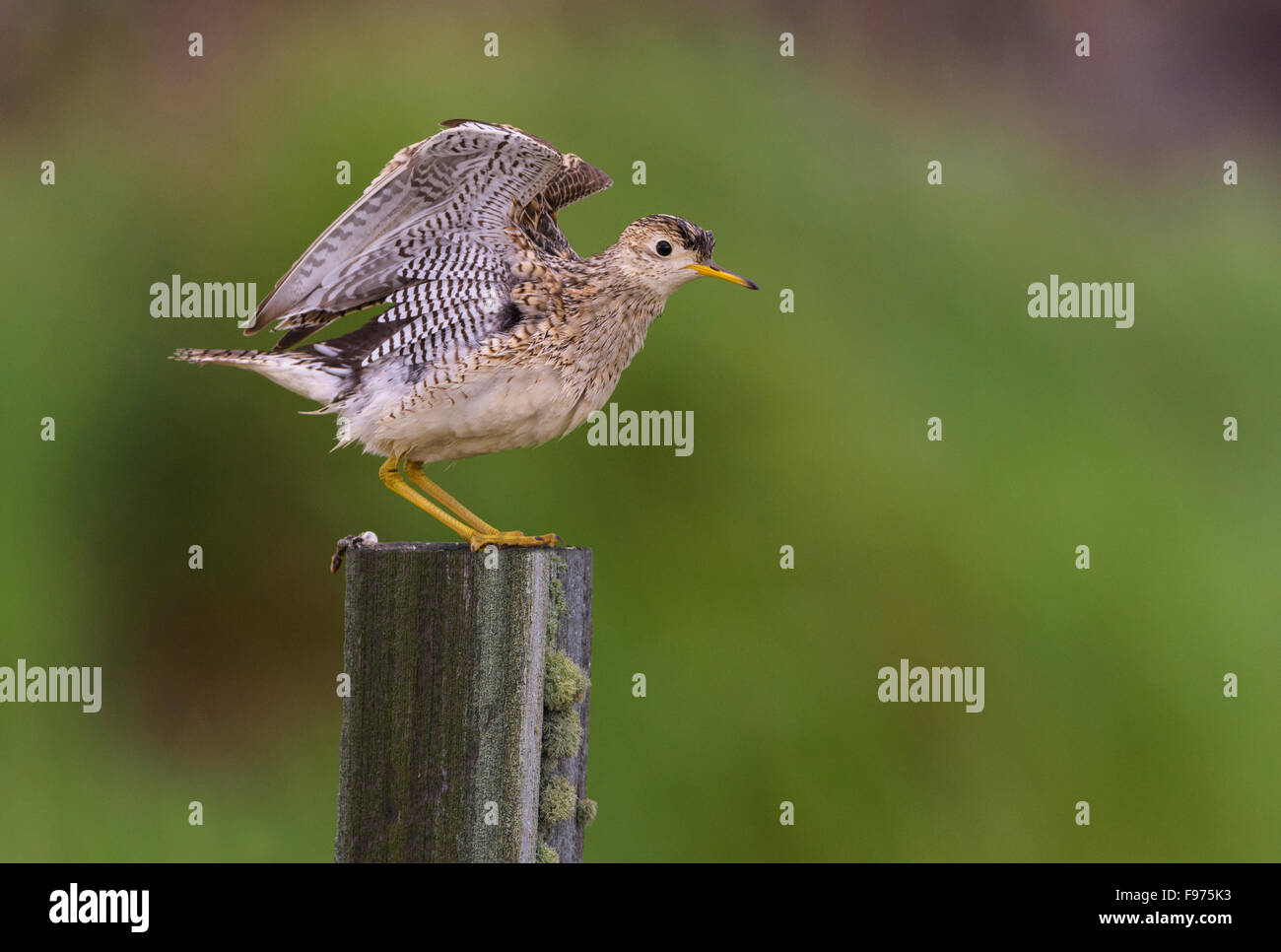 Upland Sandpiper Alberta Prairie Stock Photo - Alamy