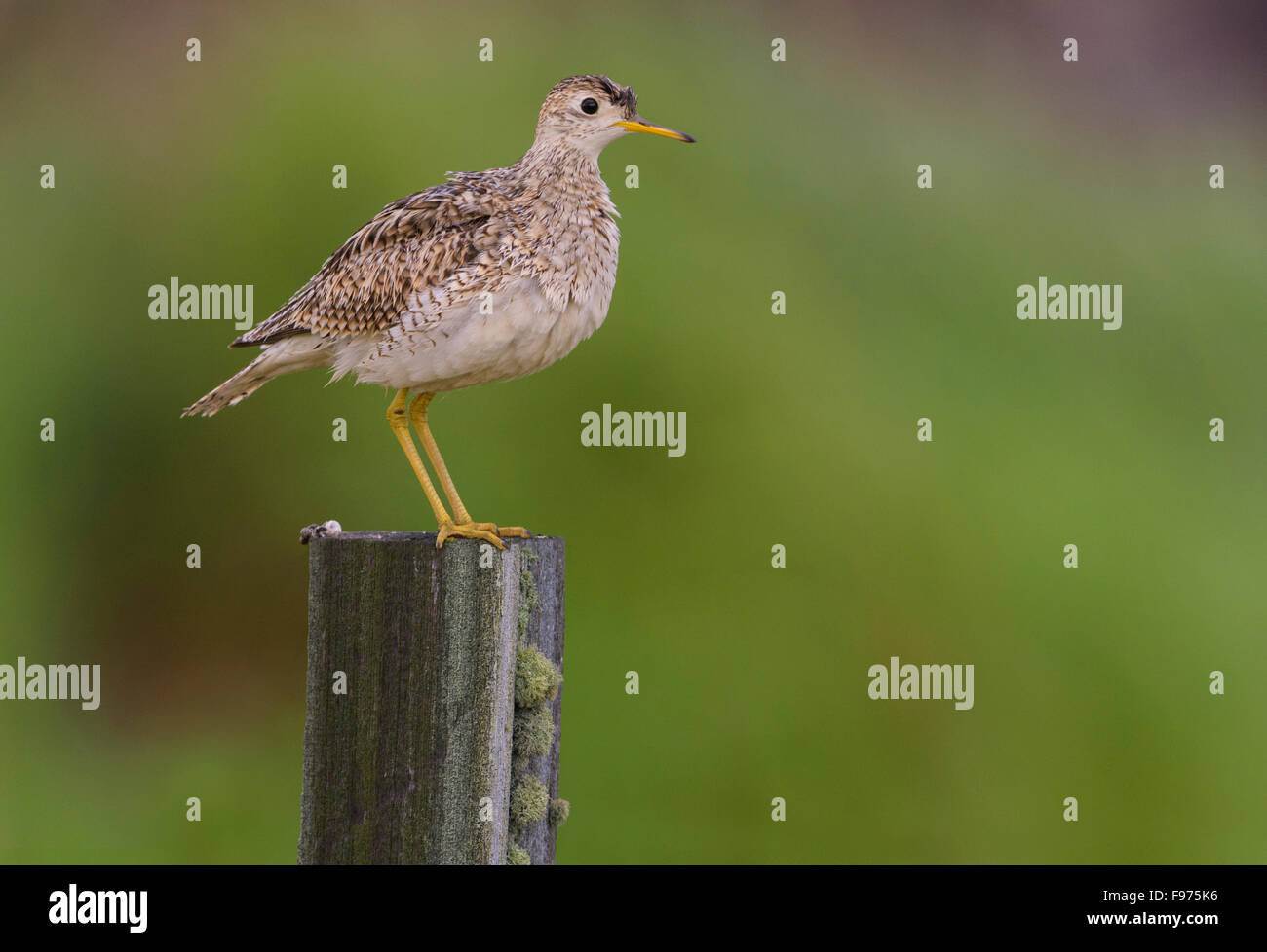 Upland Sandpiper Alberta Prairie Stock Photo - Alamy