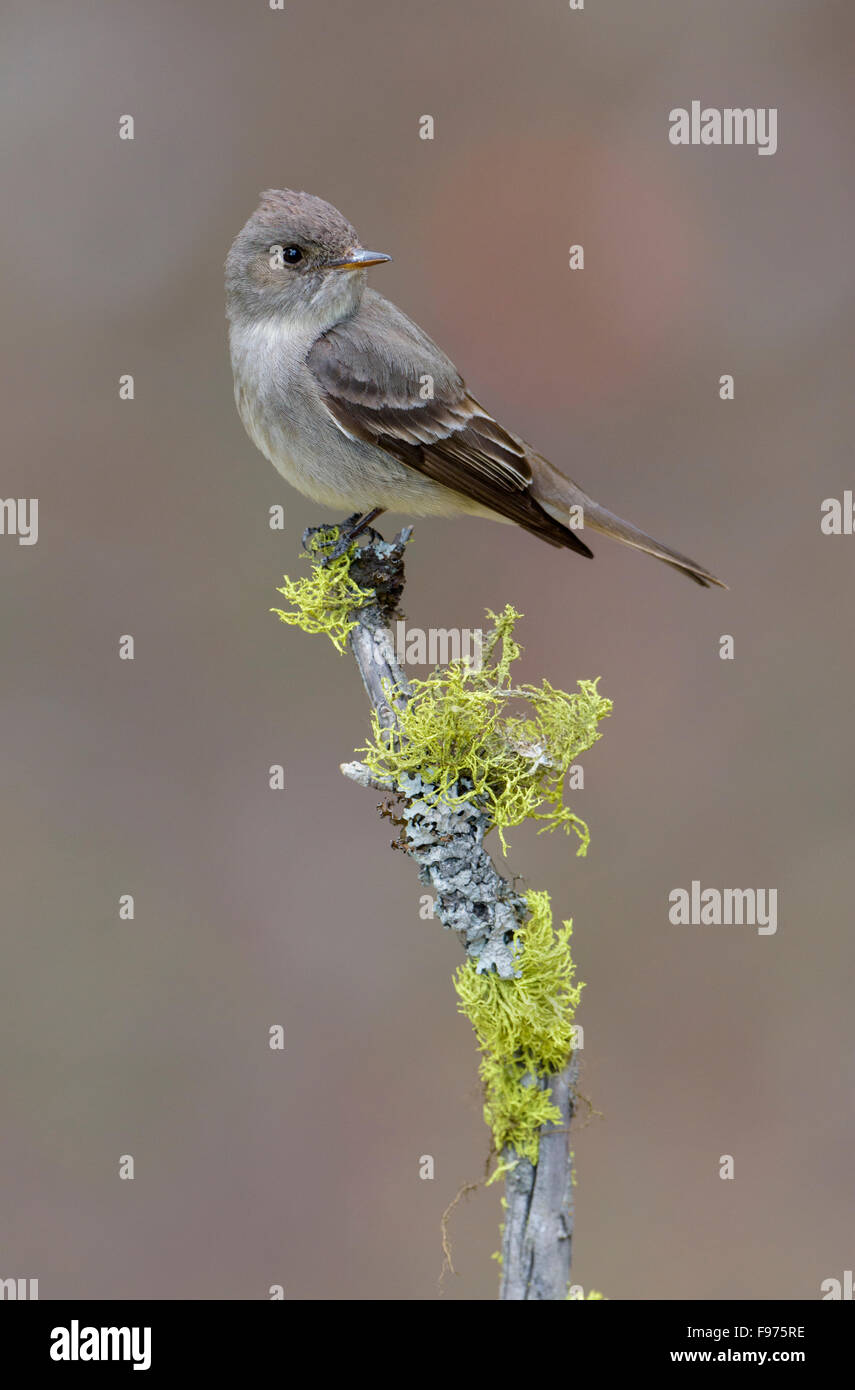 Peewee hi-res stock photography and images - Alamy