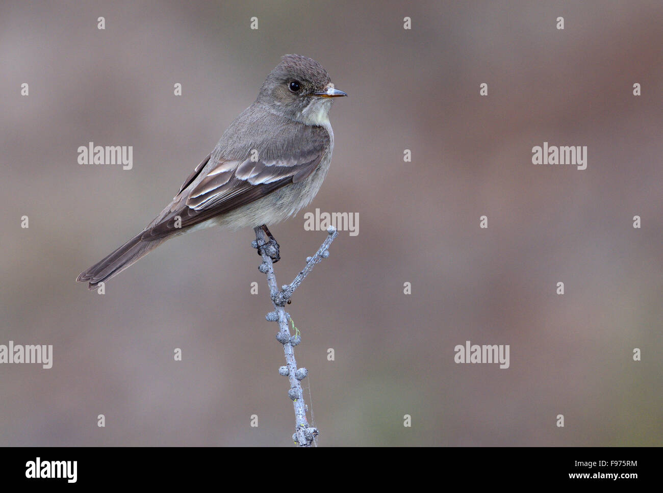 Peewee hi-res stock photography and images - Alamy