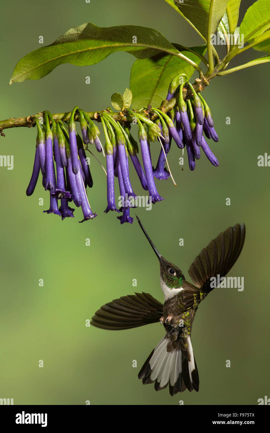 Collared Inca Hummingbird (Coeligena torquata) flying while feeding at ...