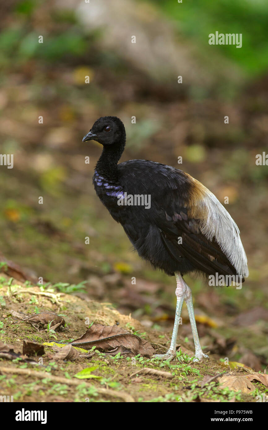 Greywinged Trumpeter (Psophia crepitans) on the forest floor in the ...