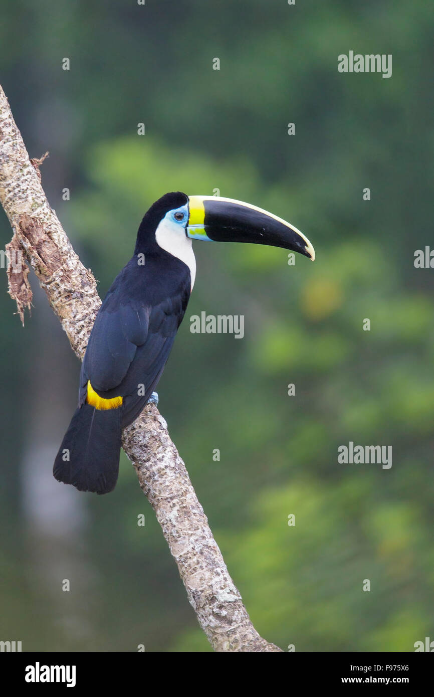 Ramphastos tucanus tucanus hi-res stock photography and images - Alamy