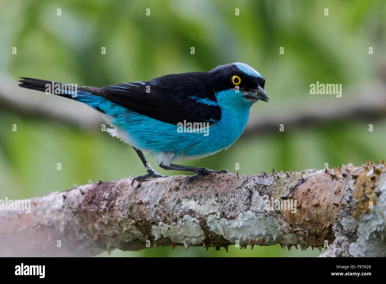 Dacnis lineata hi-res stock photography and images - Alamy