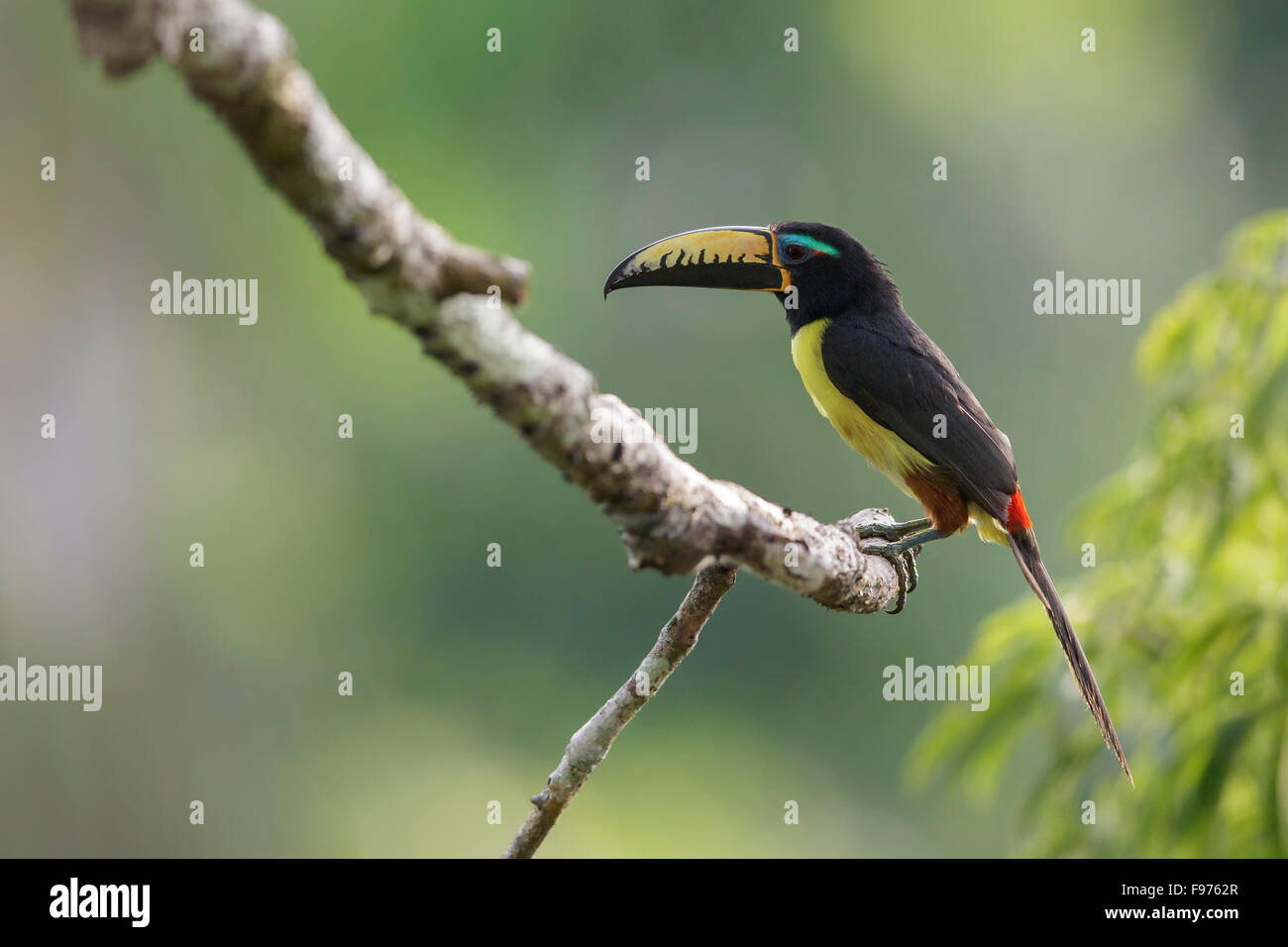Lettered Aracari