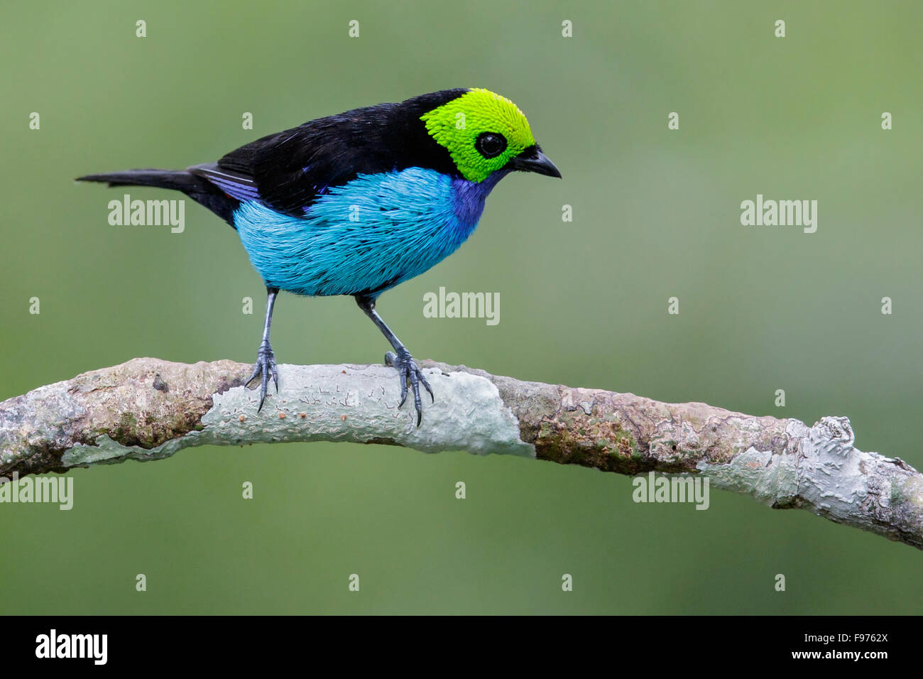 Tangara chilensis hi-res stock photography and images - Alamy