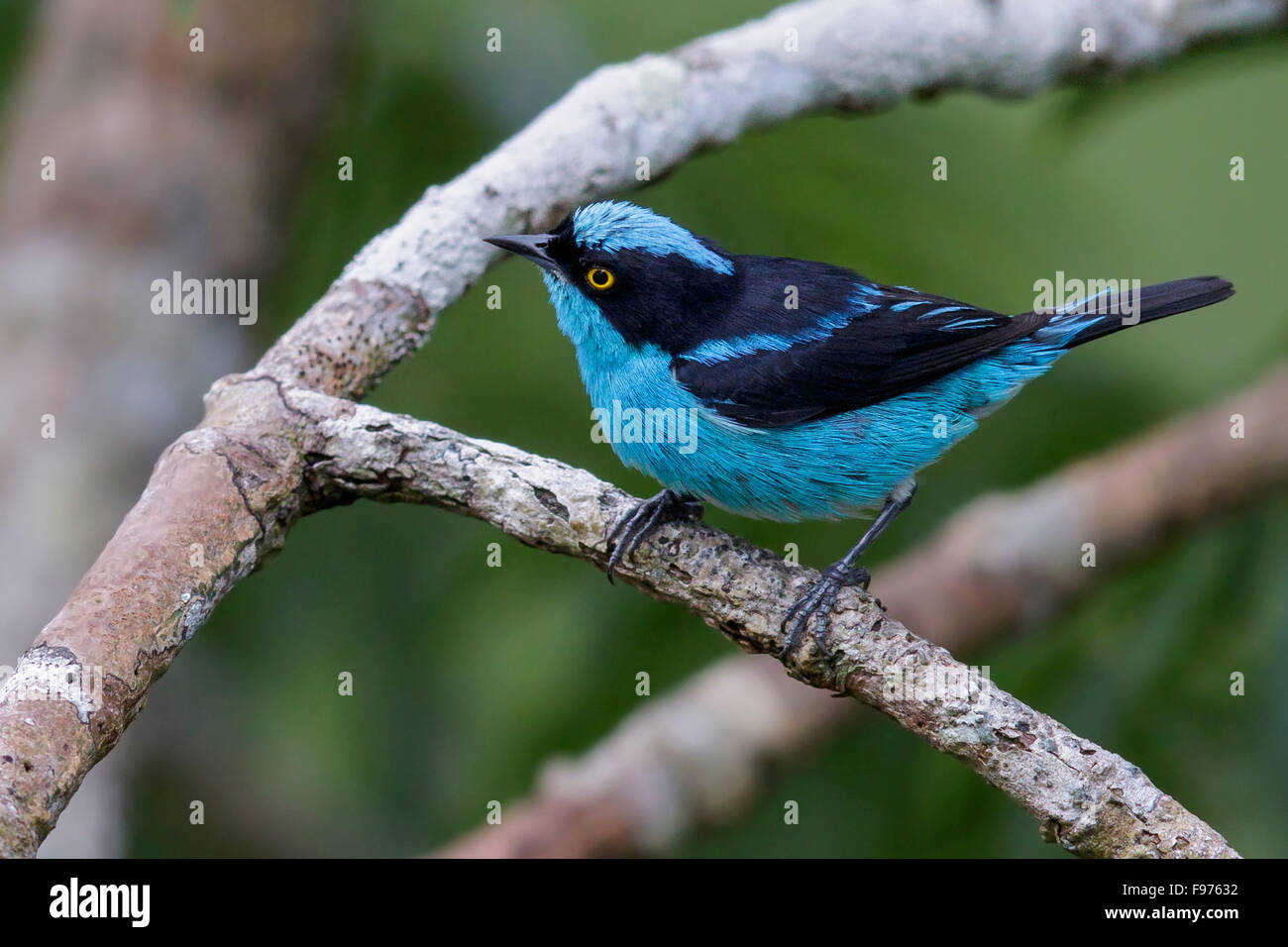 Dacnis lineata hi-res stock photography and images - Alamy