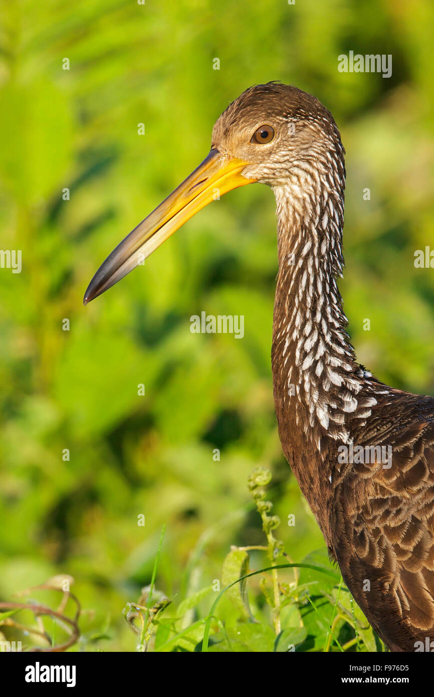Aramus guarauna hi-res stock photography and images - Alamy