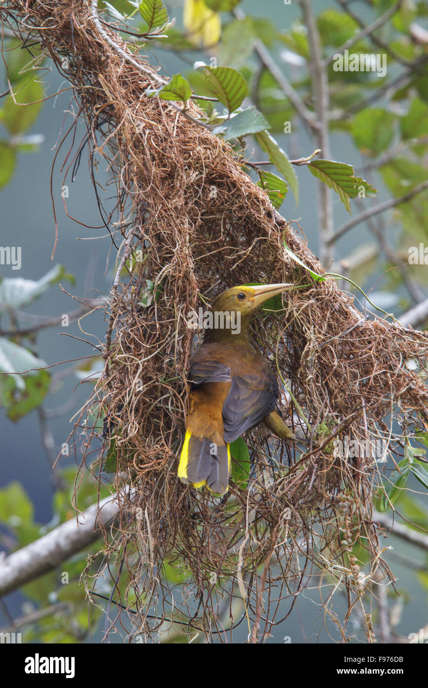 Oropendola bird nest hi-res stock photography and images - Alamy