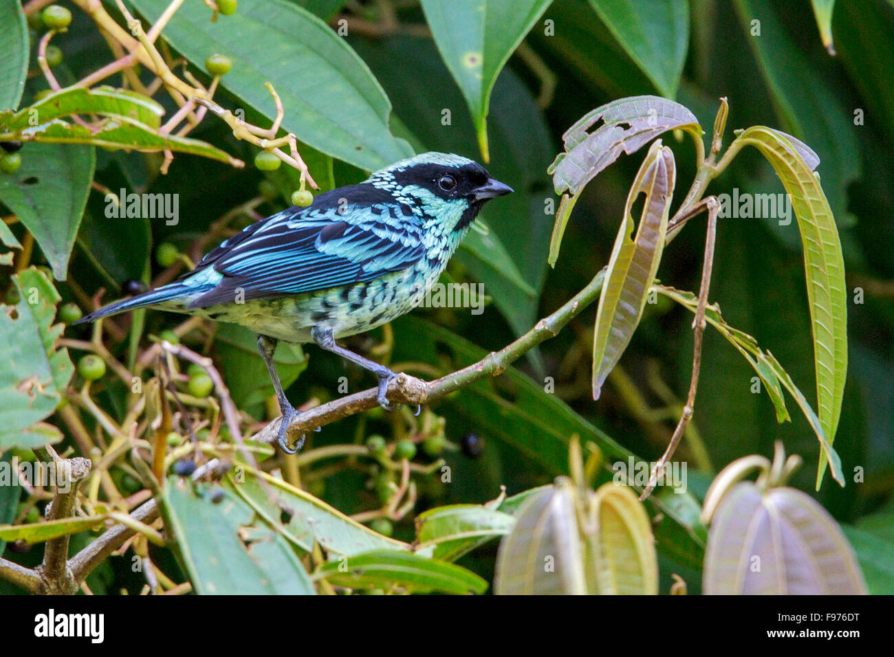 Berylspangled Tanager (Tangara nigroviridis) perched on a branch in ...