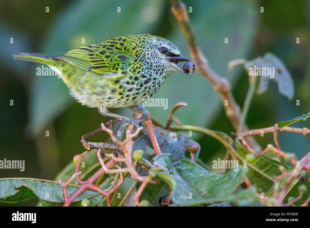 Tangara punctata hi-res stock photography and images - Alamy