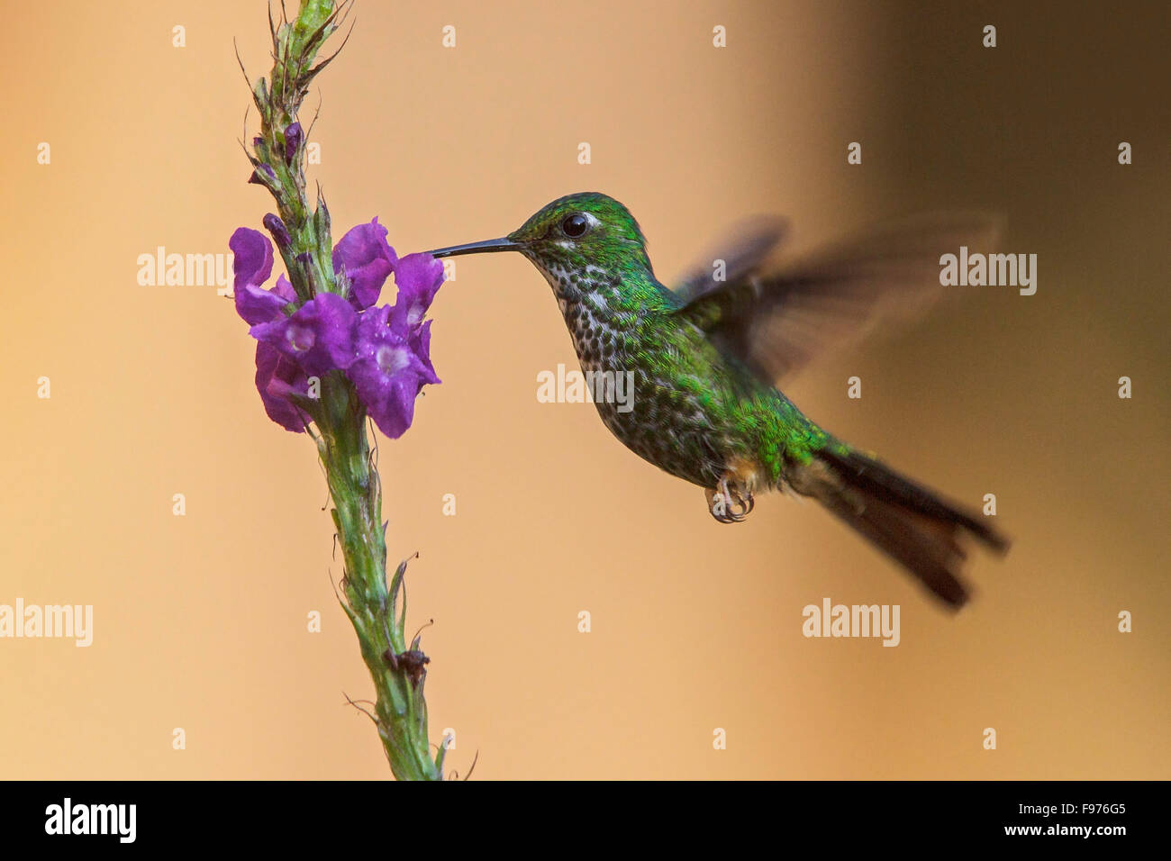 Leucippus hypostictus hi-res stock photography and images - Alamy