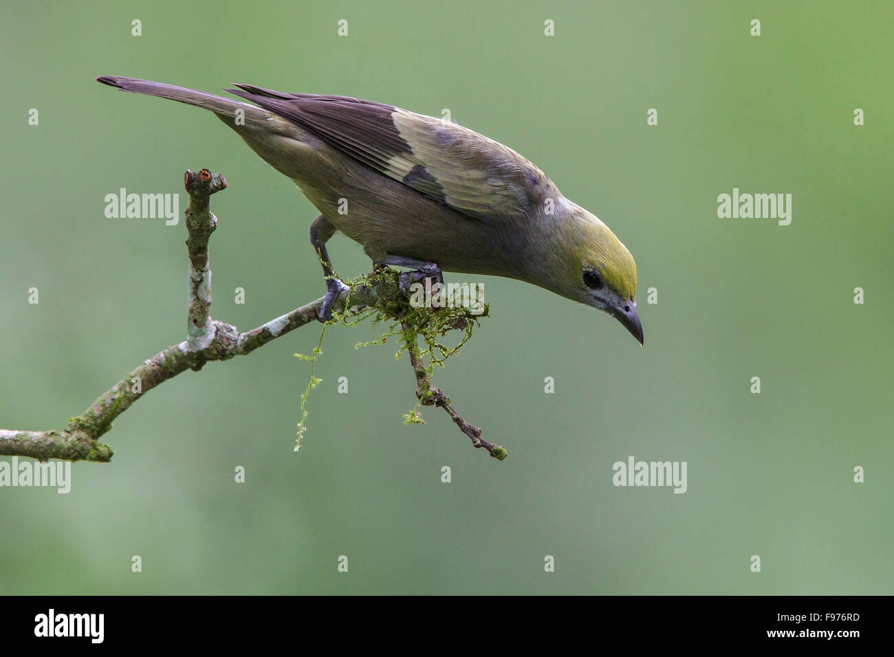 Palm Tanager (Thraupis palmarum) perched on a branch in Manu National ...
