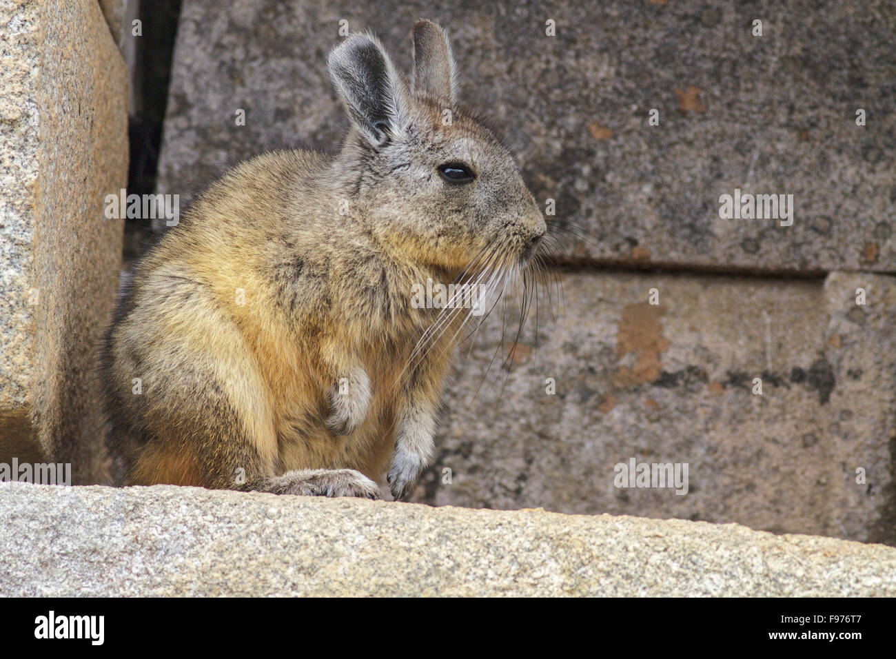 Image of ancient animals hi-res stock photography and images - Alamy