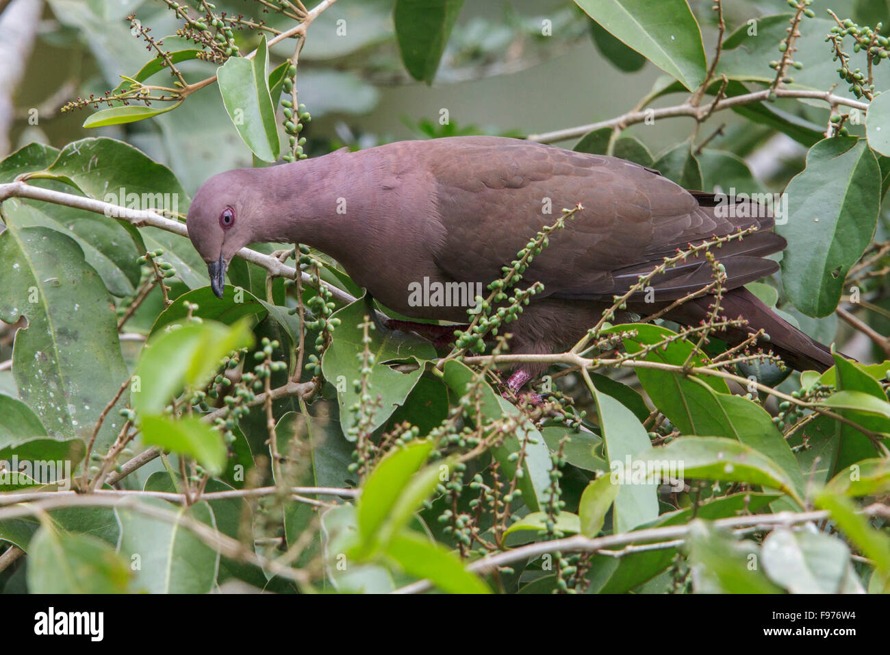 Jungle pigeon hi-res stock photography and images - Alamy