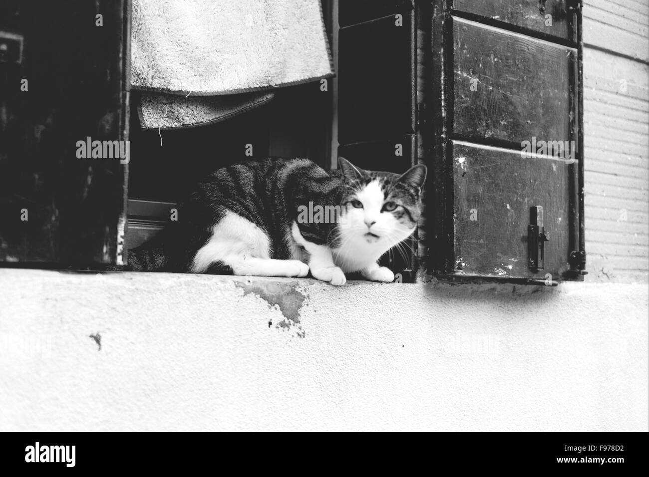 Cat On Window Stock Photo - Alamy