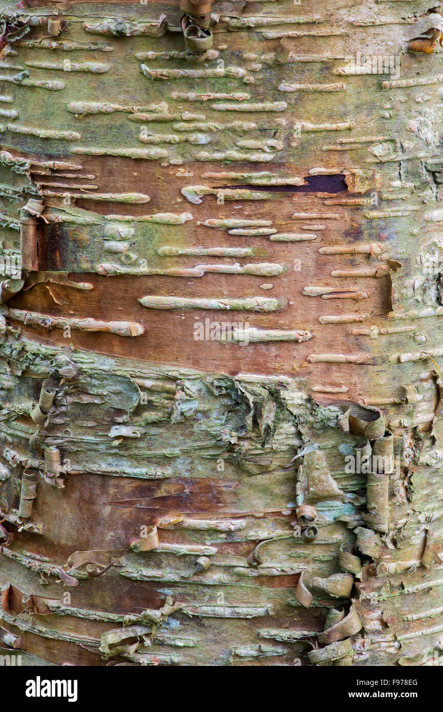 Betula lenta. Sweet Birch tree bark pattern close up Stock Photo - Alamy