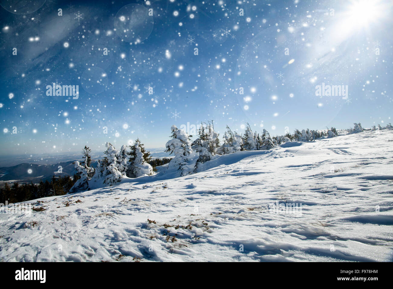 Christmas background with snowy pine forest Stock Photo - Alamy