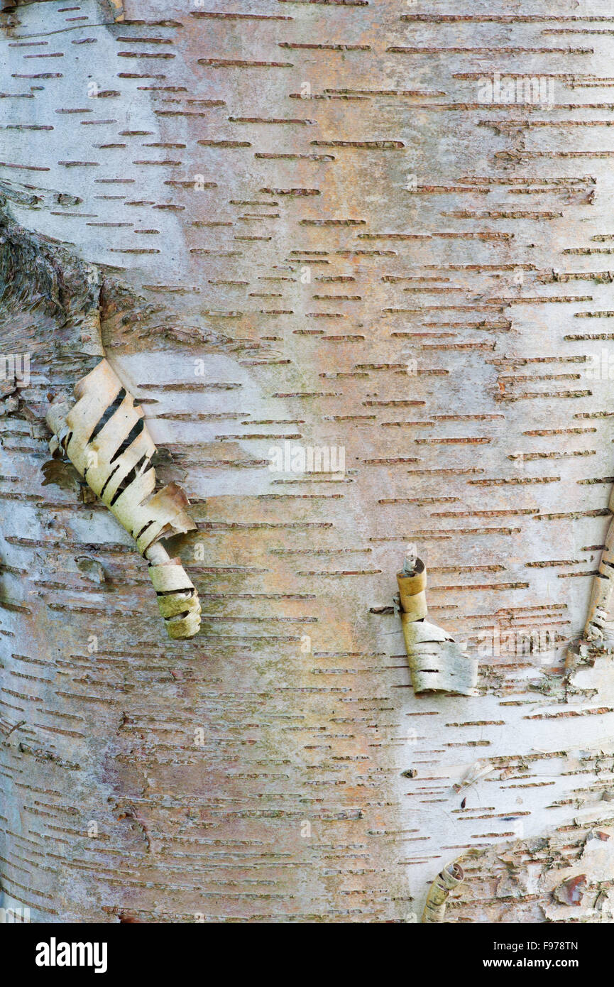 Birch bark canoe hi-res stock photography and images - Alamy