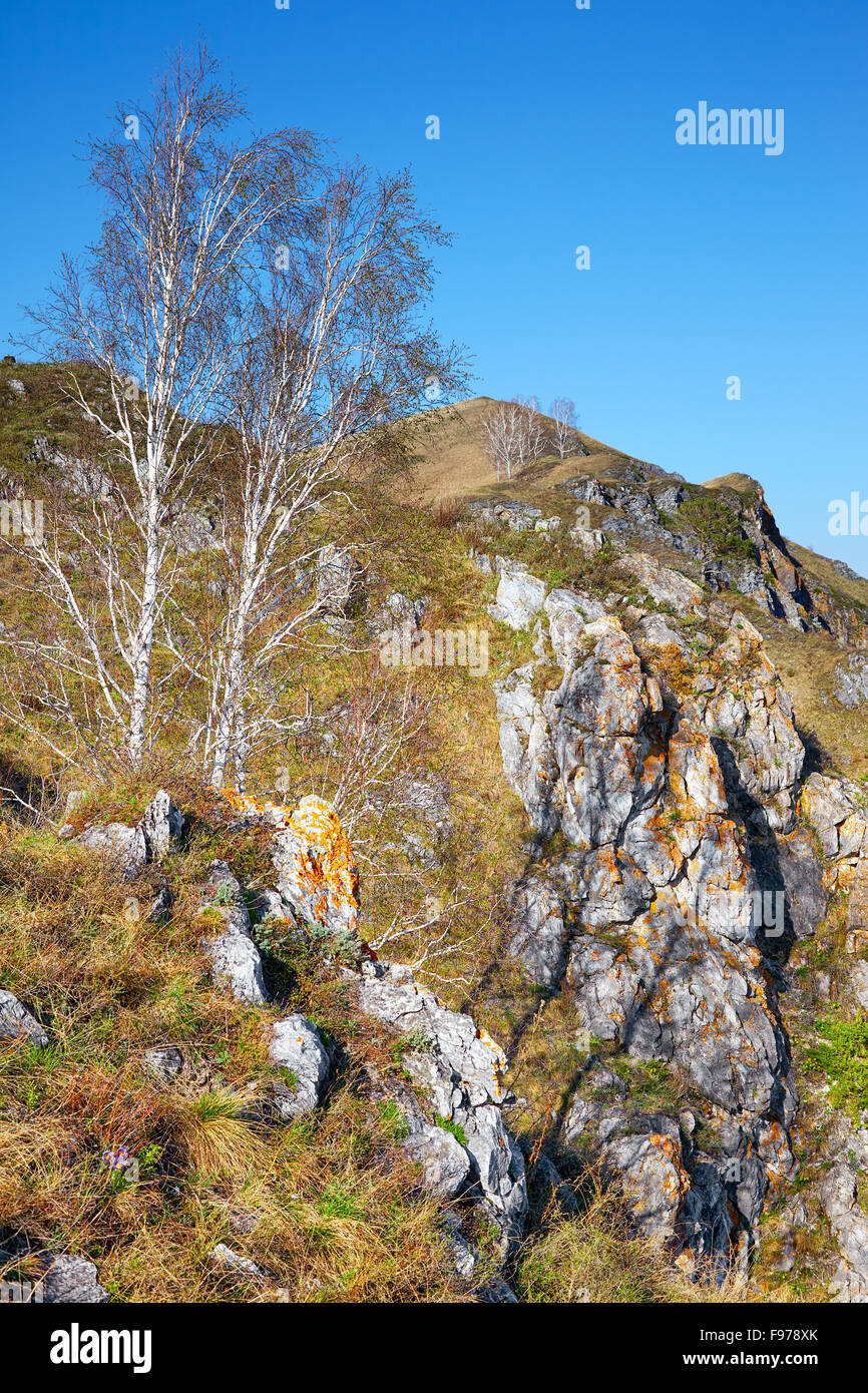 Birch on the cliff in Altai mountains at early Spring time Stock Photo ...