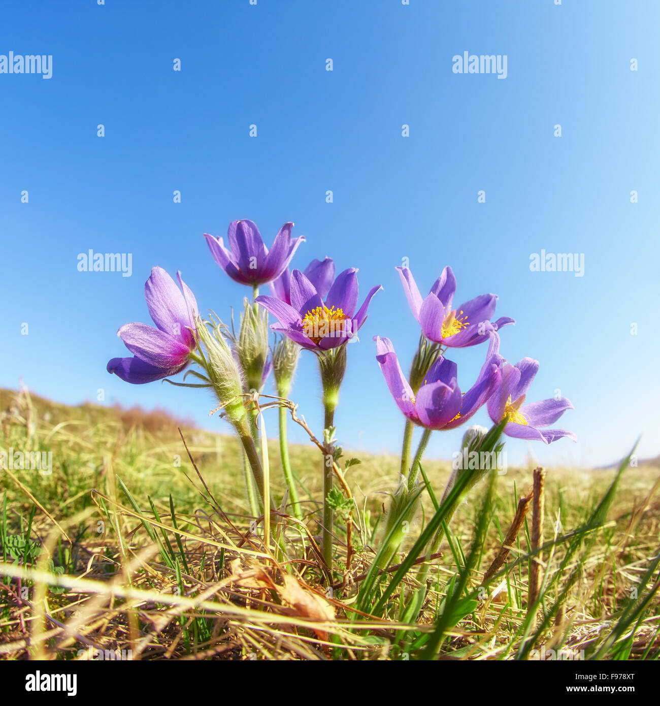 Pulsatilla flowers on blue sky background in Altay mountains Stock ...