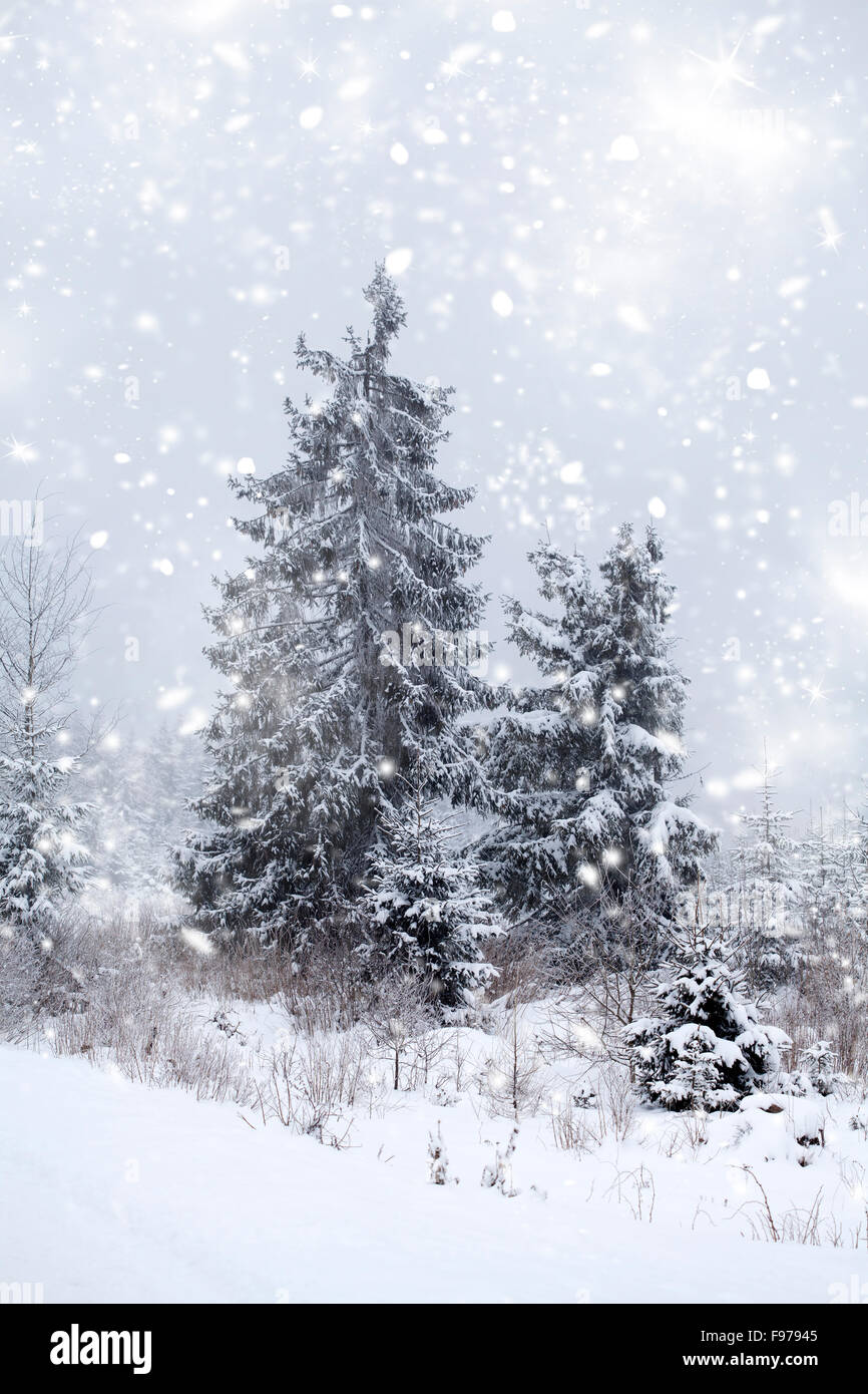 Christmas background with snowy pine forest Stock Photo - Alamy