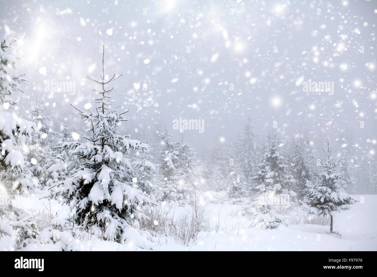 Christmas background with snowy pine forest Stock Photo - Alamy
