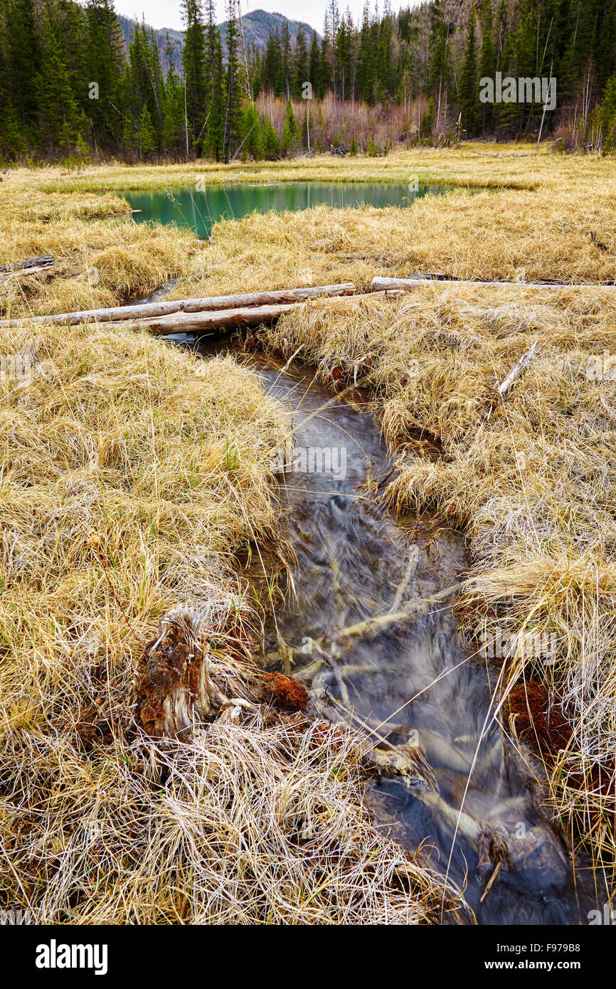 Log-path ower swamp in Altay tajga near Blue Lake at early Spring time ...