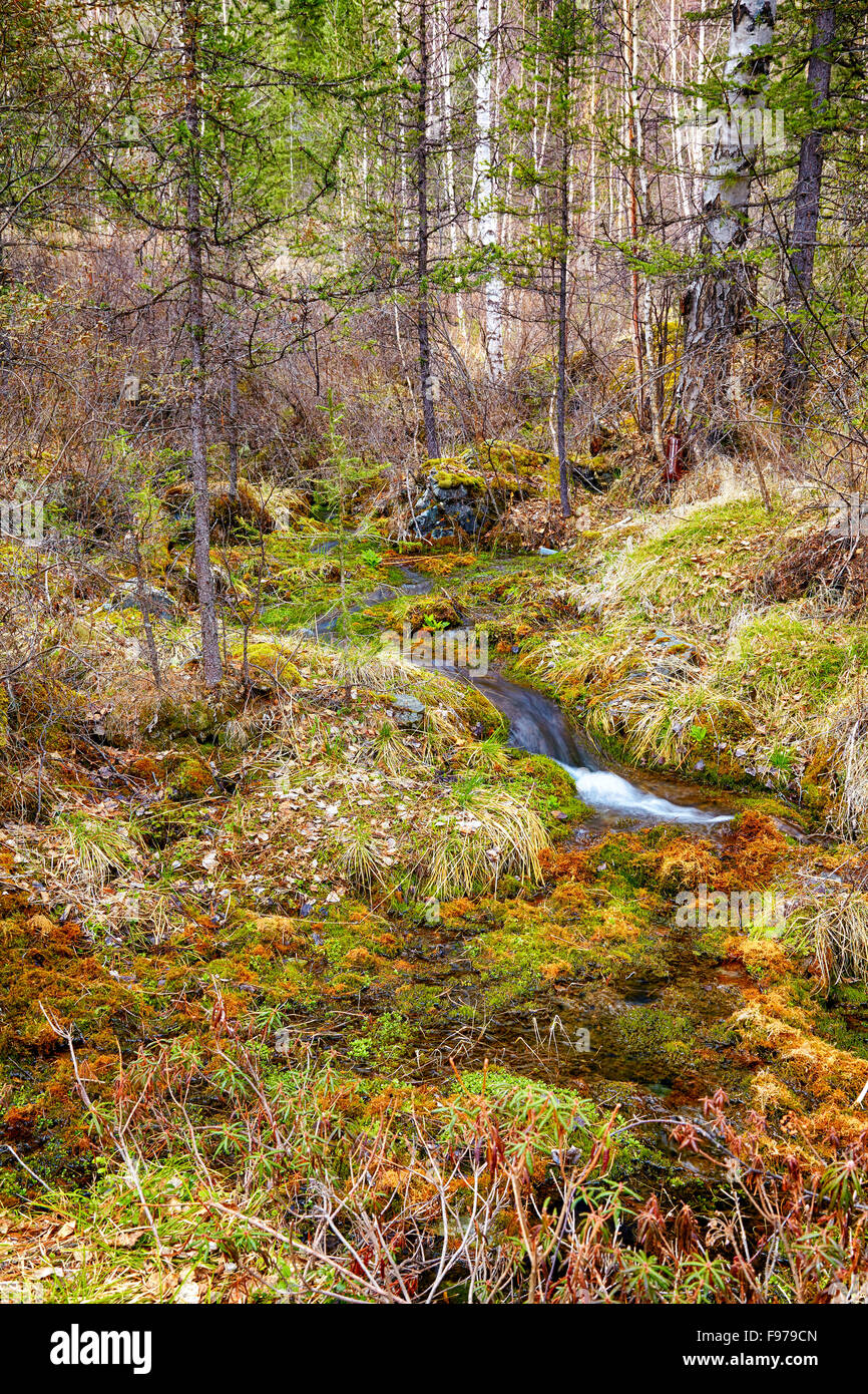 Swampy mossy stream in Altay Taiga Stock Photo - Alamy