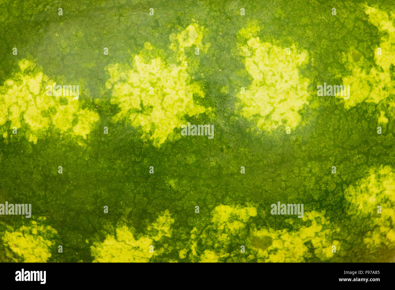 Close up - green skin of the watermelon Stock Photo - Alamy