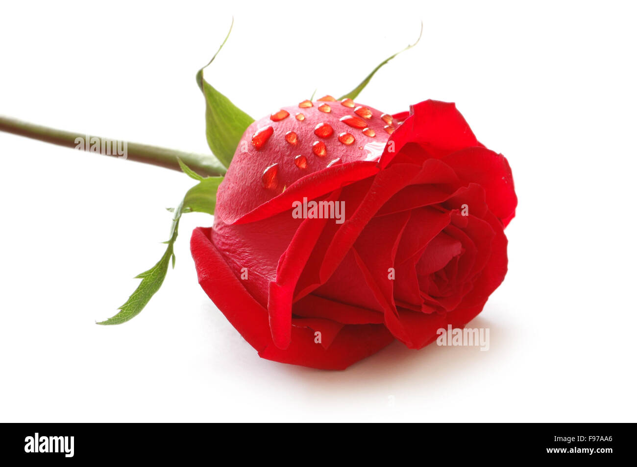 Rosebud with water drops isolated on white Stock Photo - Alamy