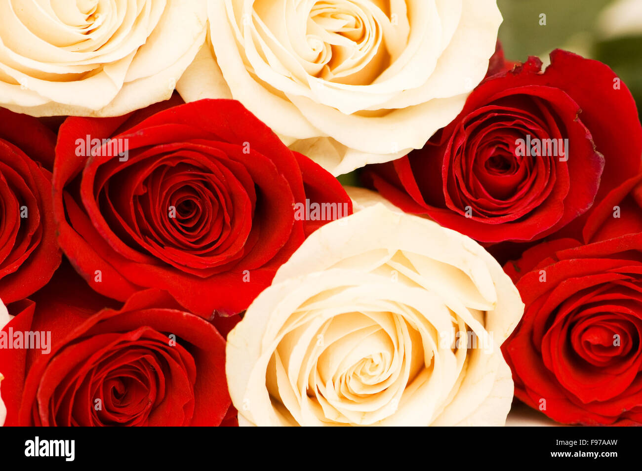 Background of the red and white roses Stock Photo - Alamy