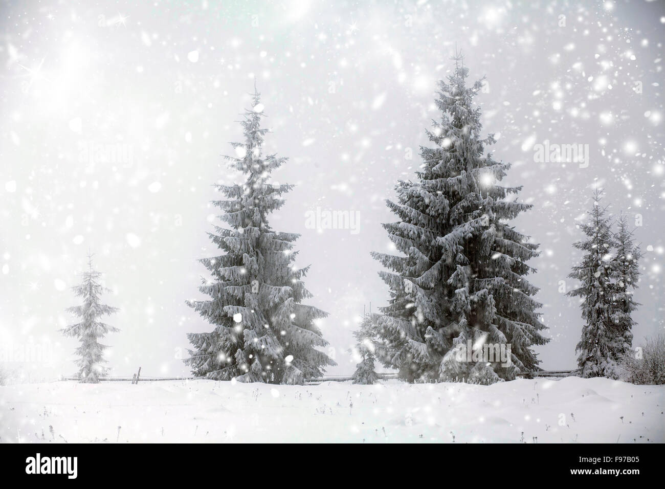 Christmas background with snowy pine forest Stock Photo - Alamy
