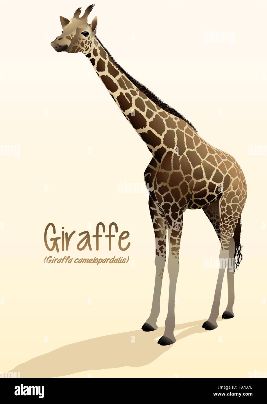 Realistic giraffe illustration standing with shadow Stock Vector Image ...