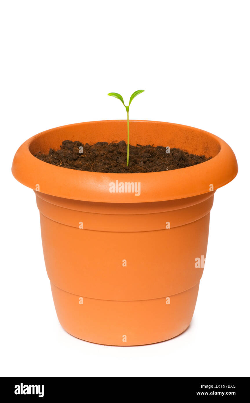 New saplings Cut Out Stock Images & Pictures - Alamy