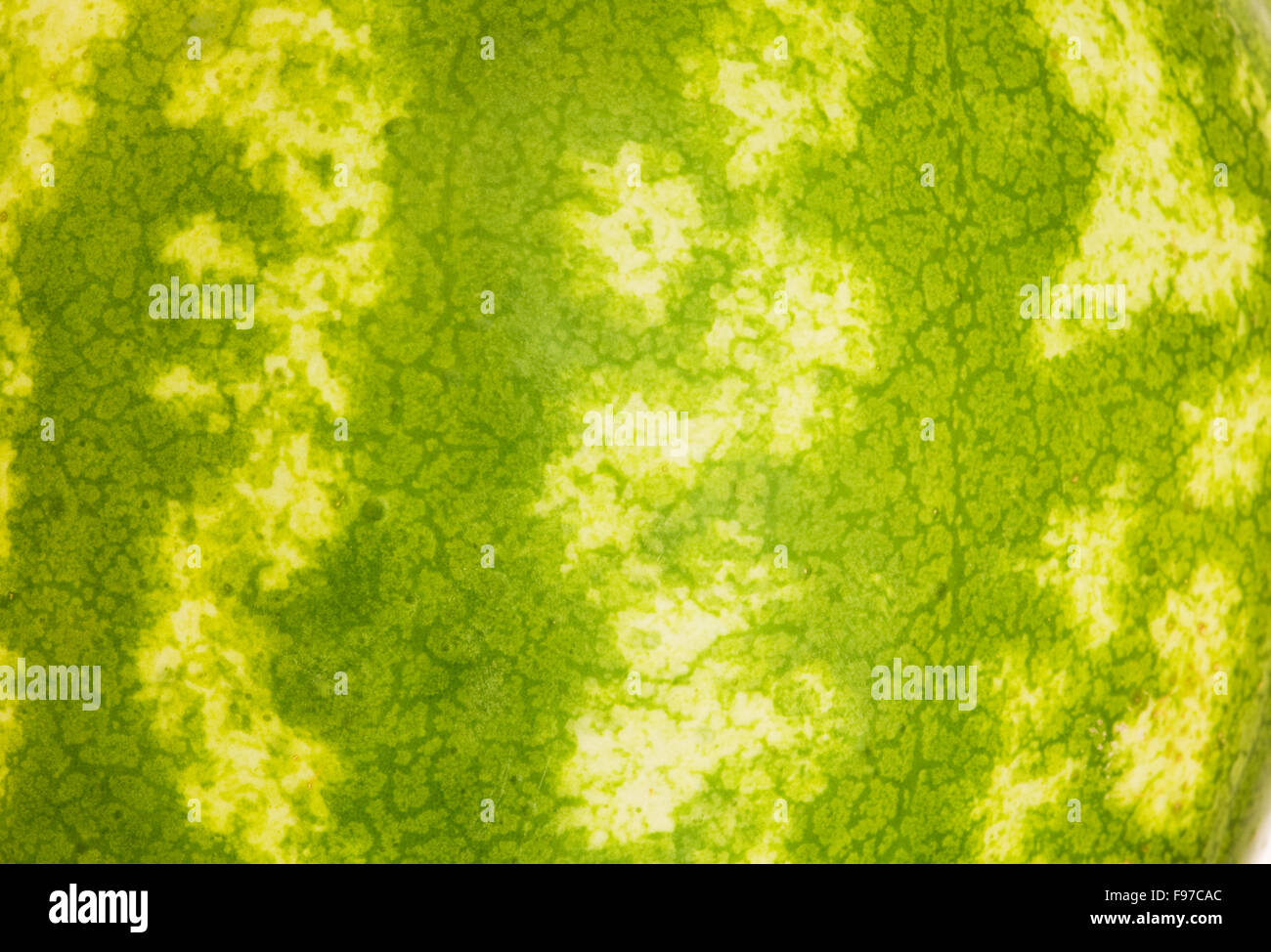 Close up - green skin of the watermelon Stock Photo - Alamy