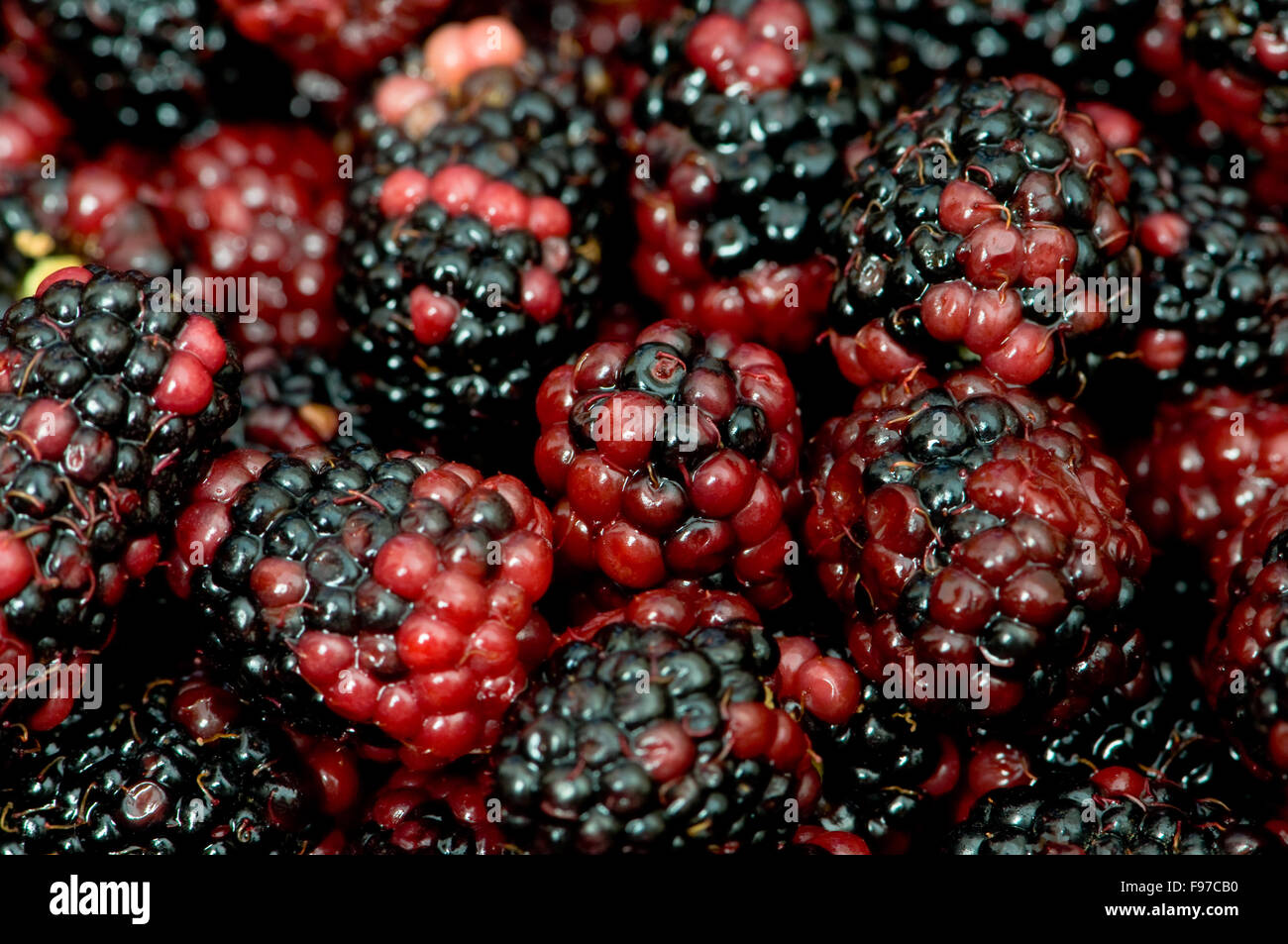 Lots of berries arranged at the background Stock Photo - Alamy