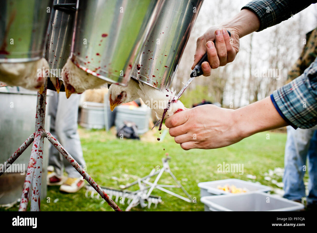 Hands during chicken slaughter Stock Photo - Alamy