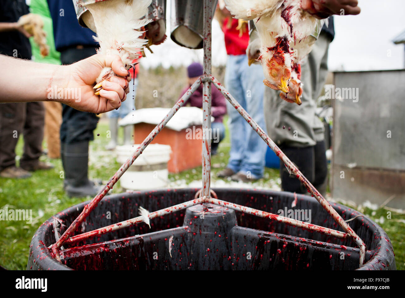 Hands during chicken slaughter Stock Photo - Alamy