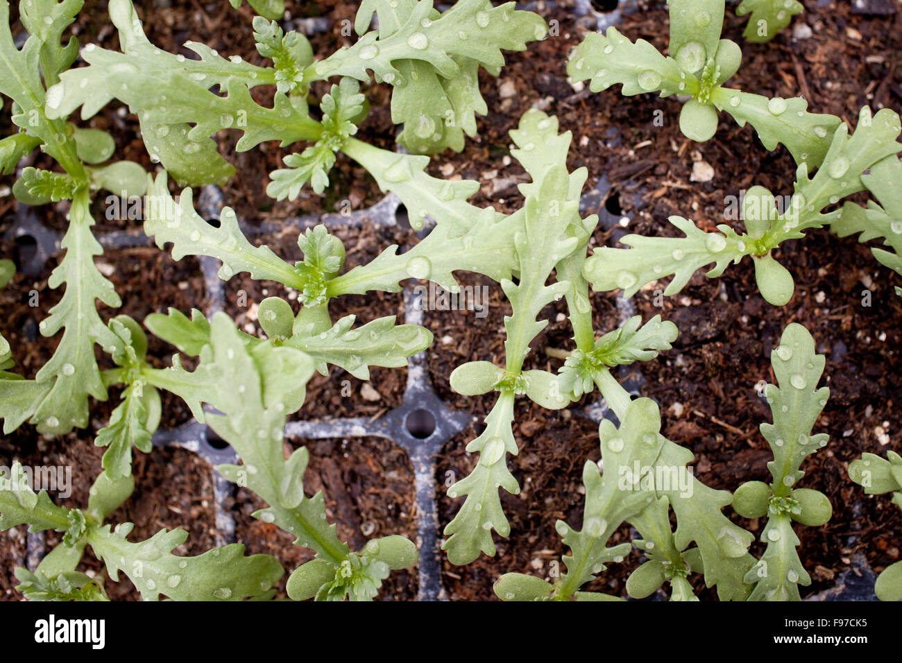 Overhead detail of plant seedlings in tray Stock Photo - Alamy