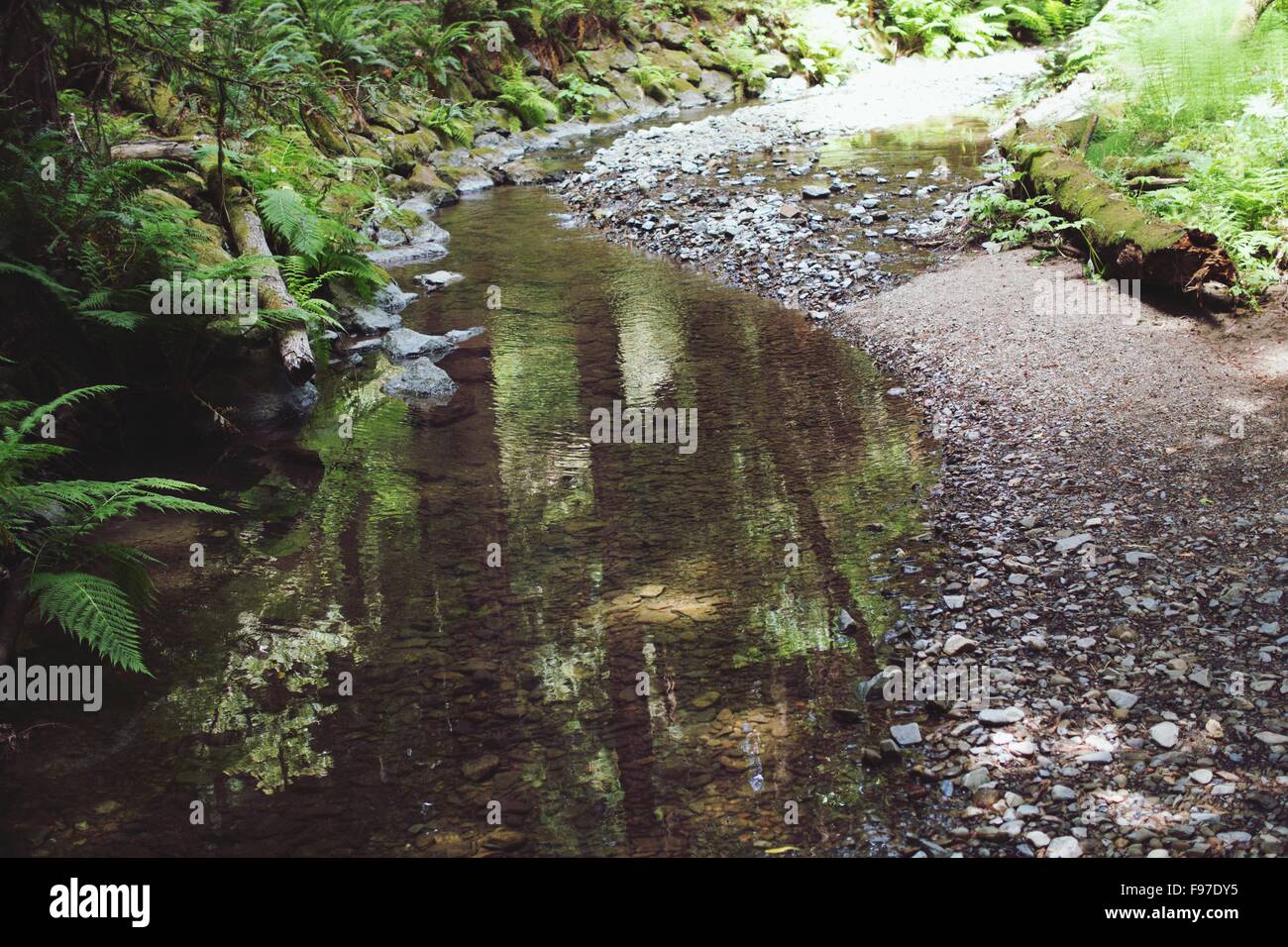Wet Landscape In Forest Stock Photo - Alamy