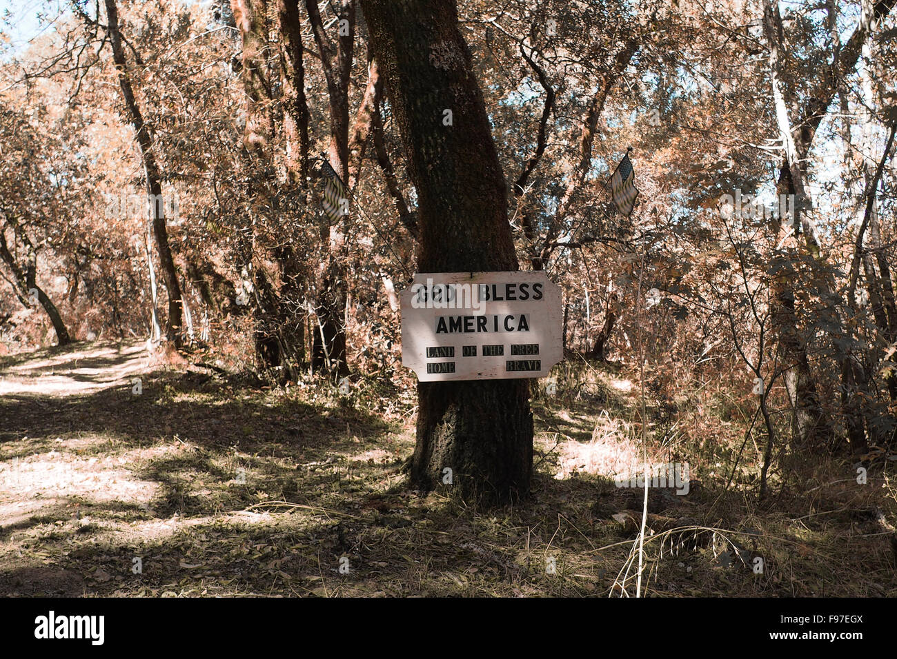 Information Sign On Tree In Forest Stock Photo - Alamy