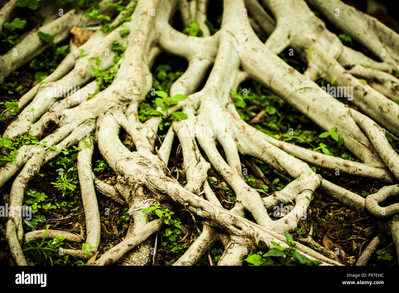 Sprawling roots of a tree Stock Photo - Alamy