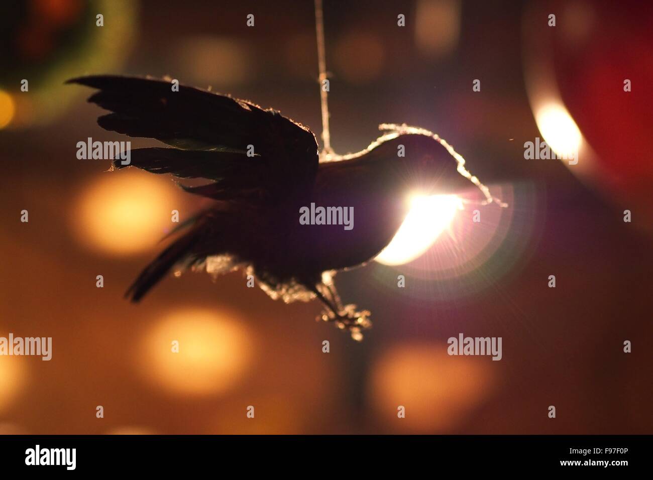 Back of bird hi-res stock photography and images - Alamy