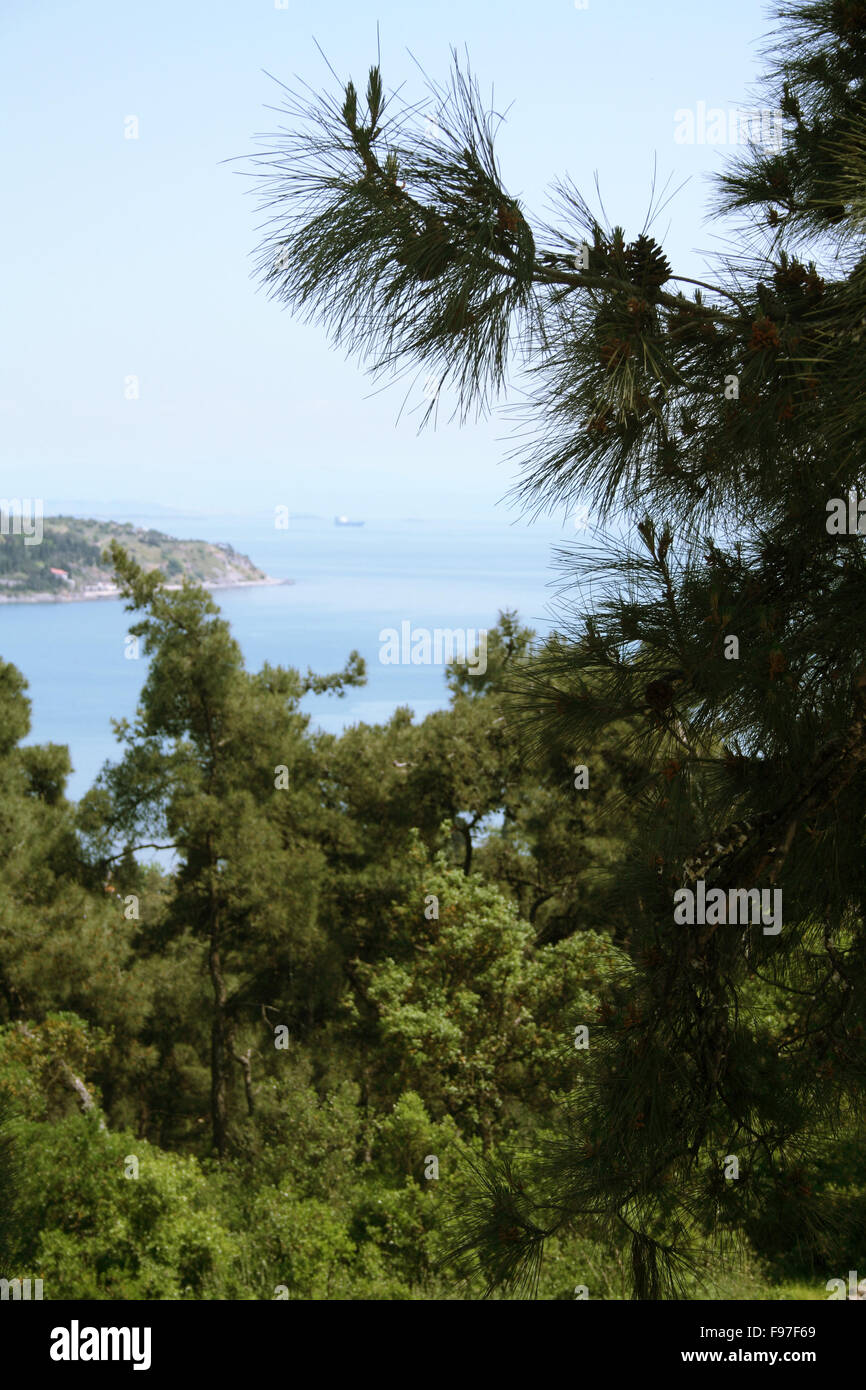Forest And Sea Stock Photo - Alamy