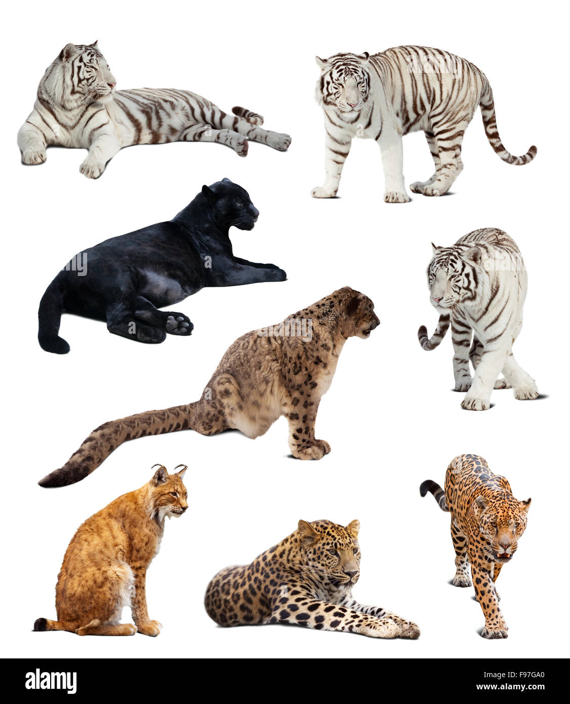 Set of big wildcats. Isolated over white background with shade Stock ...