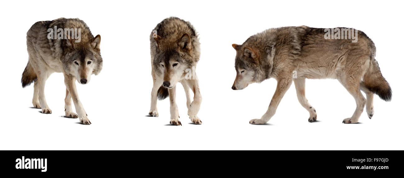 Set of few wolves. Isolated over white background with shade Stock ...