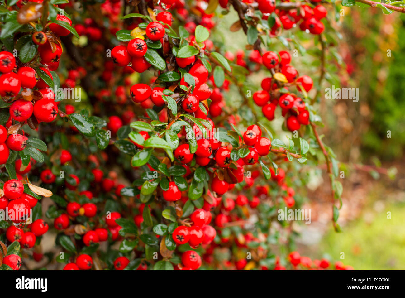 Autumn garden, Bright red pyracantha berries Stock Photo - Alamy