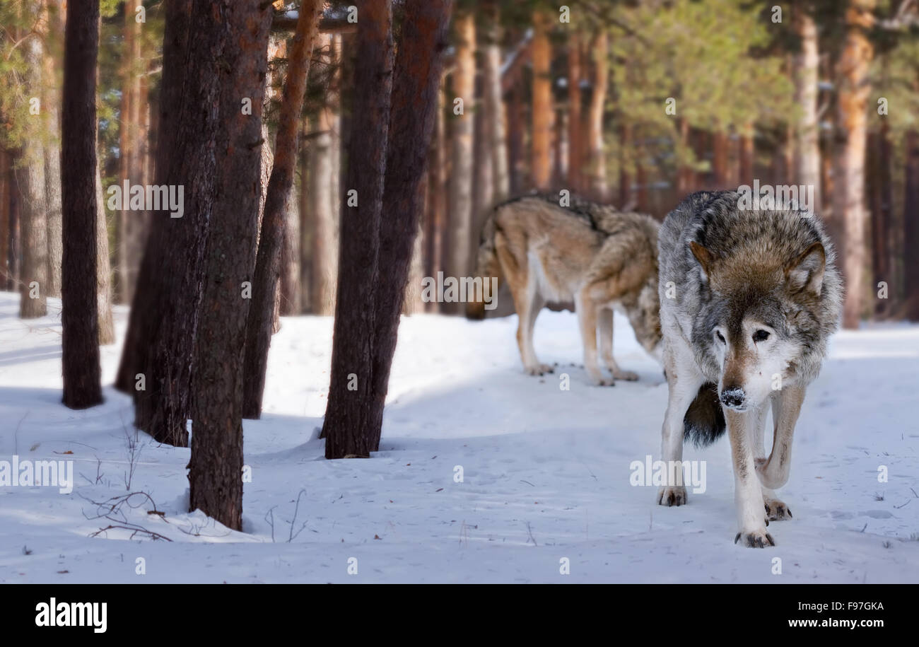 wolves in the winter pine forest Stock Photo - Alamy