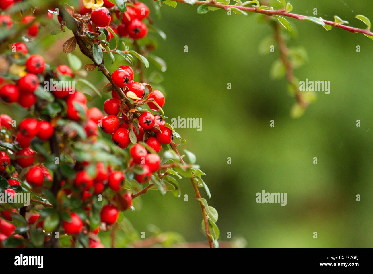 Autumn garden, Bright red pyracantha berries Stock Photo - Alamy
